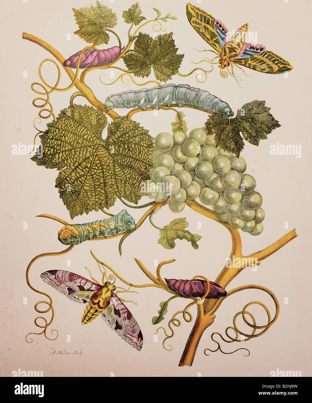 Insect zoology hi-res stock photography and images - Alamy