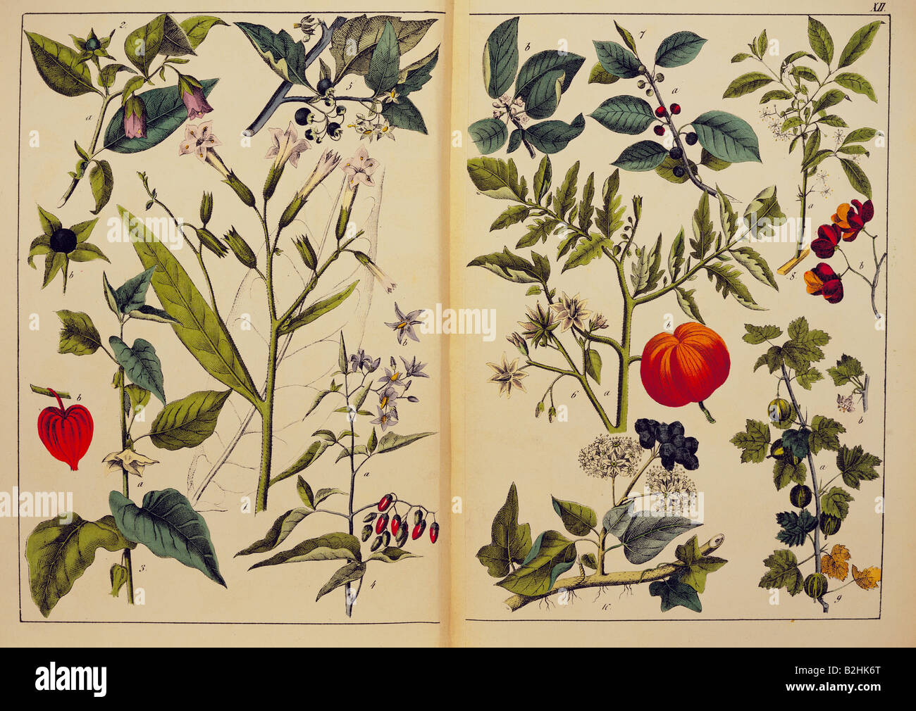 botany, berries, plants, 1st order, 5th grade, from "Naturgeschichte ...