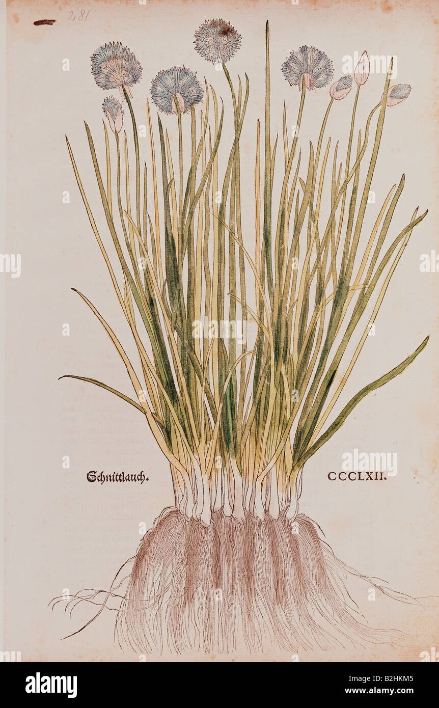 botany, herbs, chives (Allium schoenoprasum), woodcut, coloured, from ...
