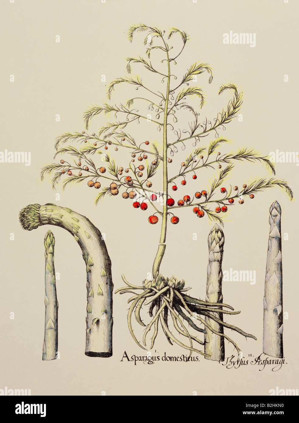 botany, vegetable, Asparagus, copper engraving, coloured, from "Hortus ...