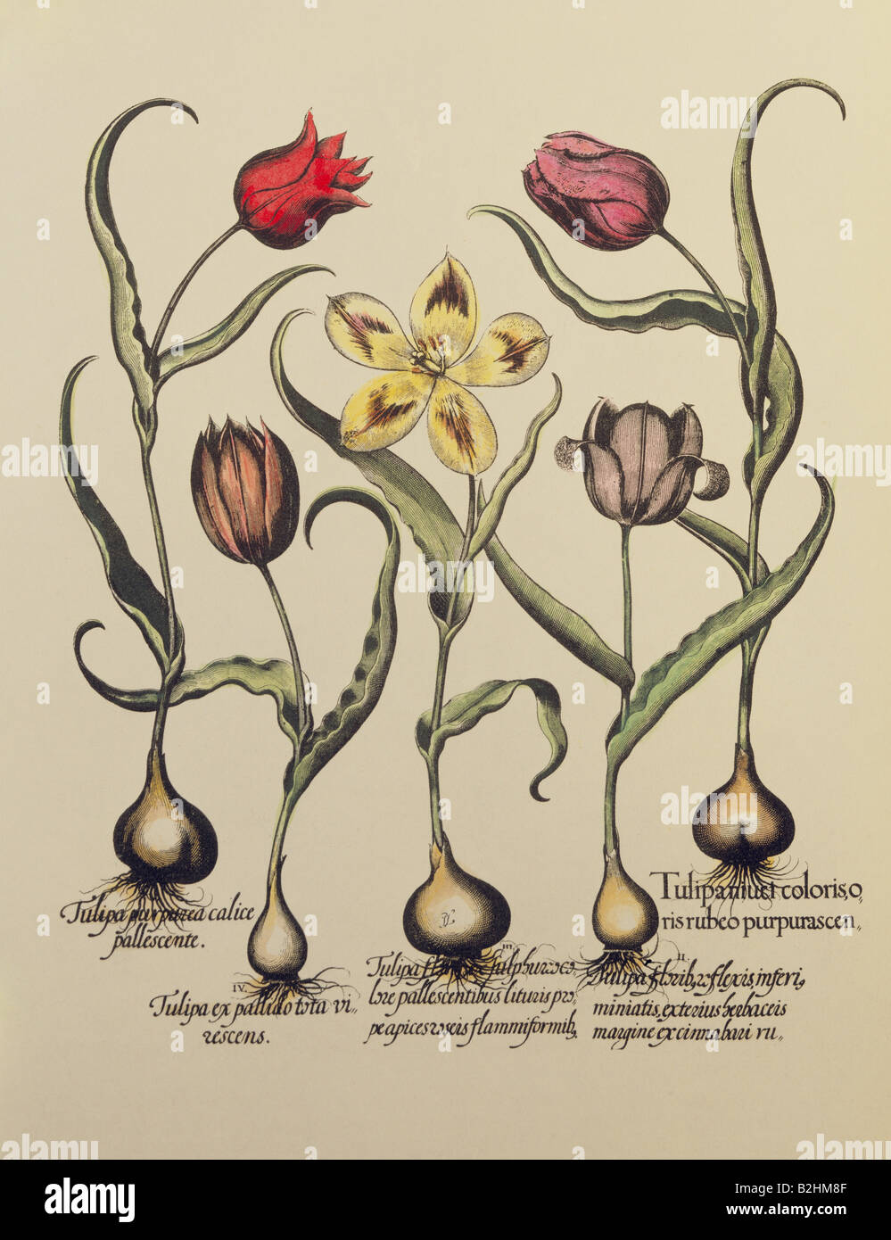 botany, flowers, tulip (Tulipa), miscellaneous tulips, copper engraving ...