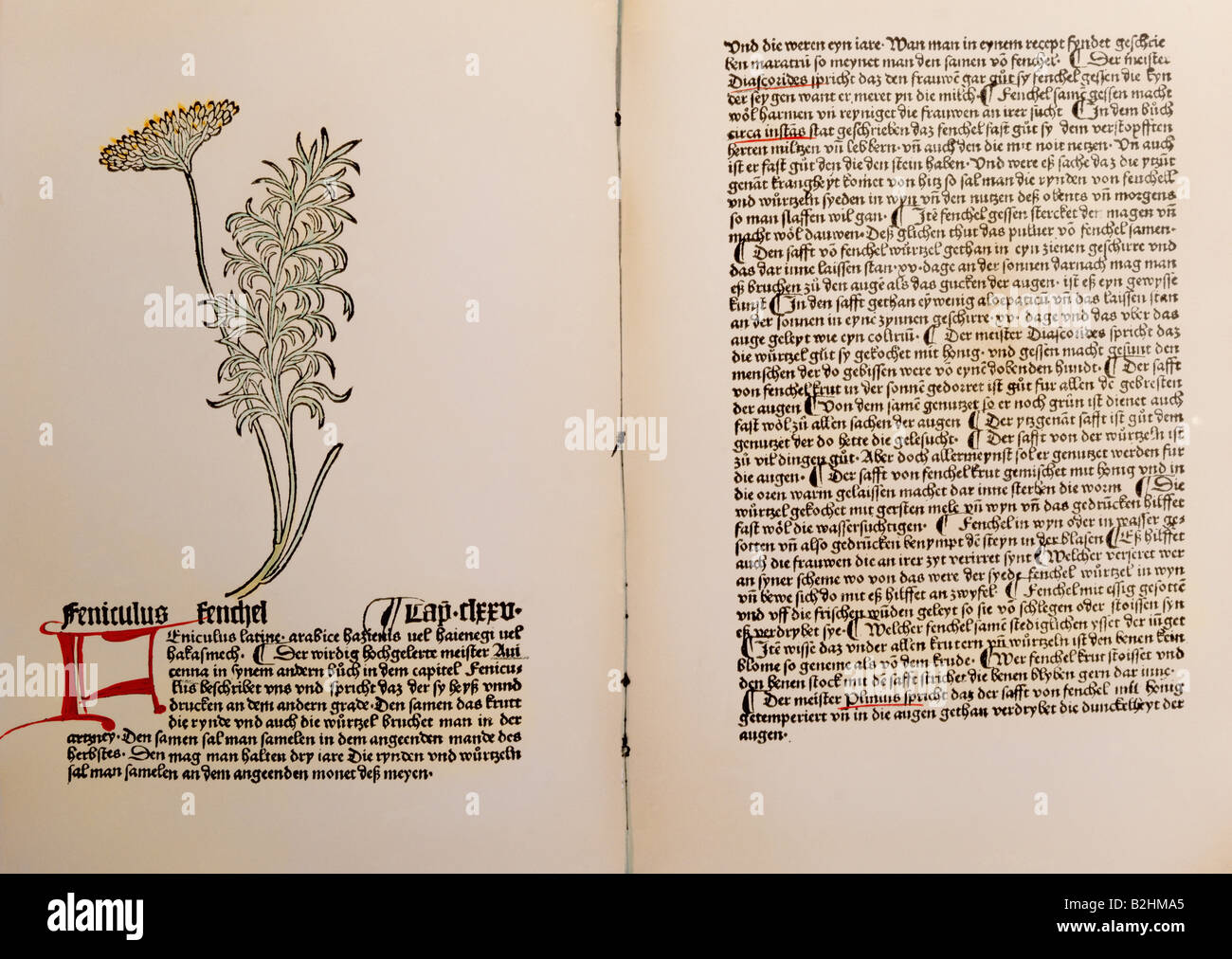 Hortus sanitatis by johannes von cube hi-res stock photography and ...