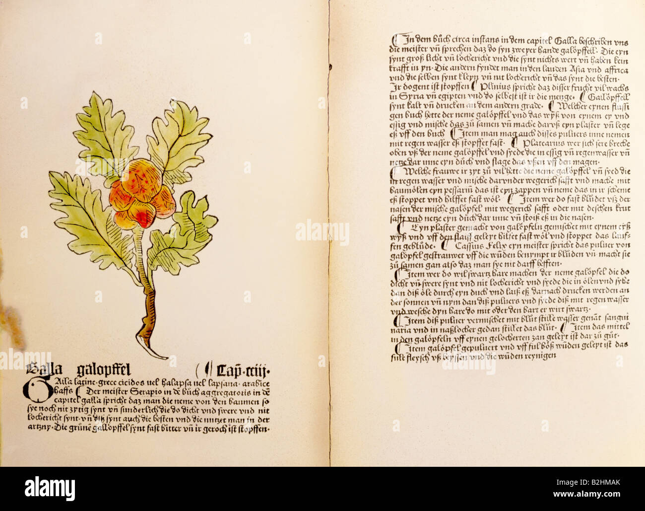 medicine, textbooks, herbal book, "Hortus sanitatis" (The garden of ...