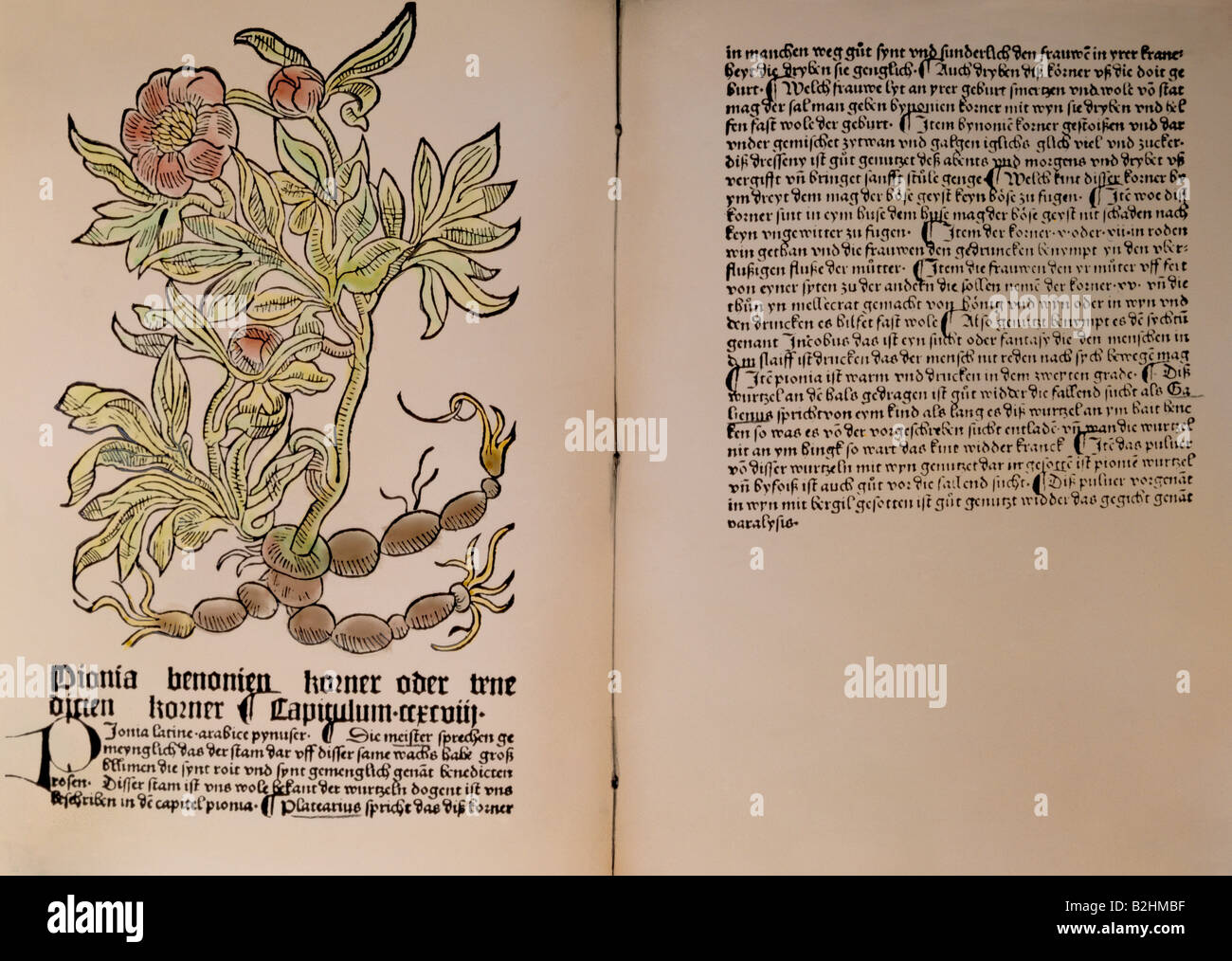 Hortus sanitatis by johannes von cube hi-res stock photography and ...