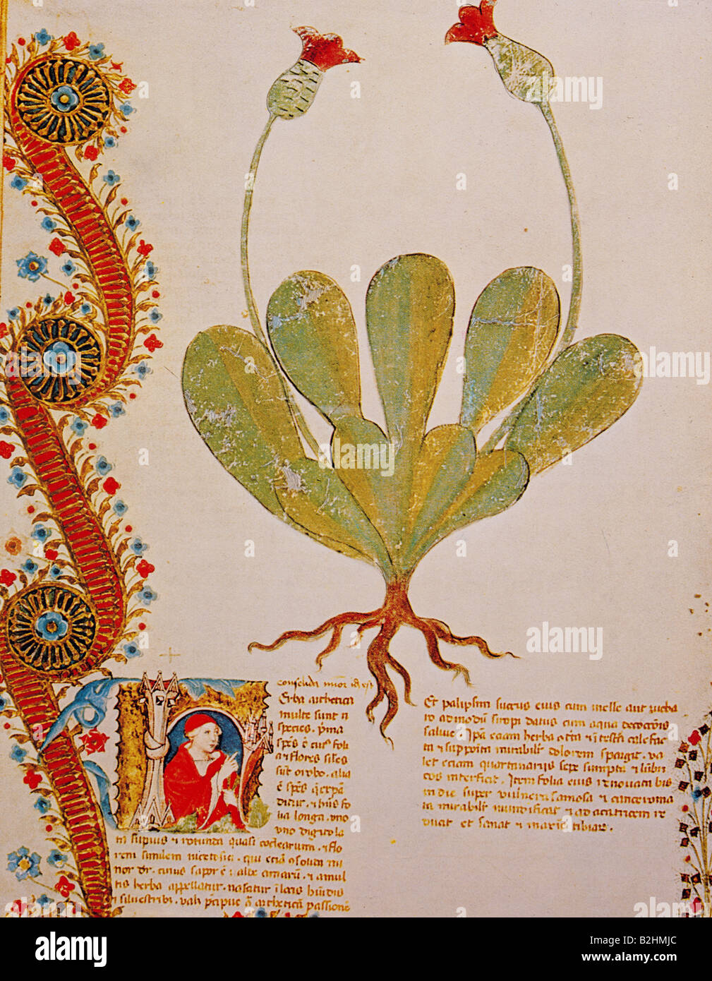botany, flowers, Primula, red, miniature, from "Historia plantarum ...
