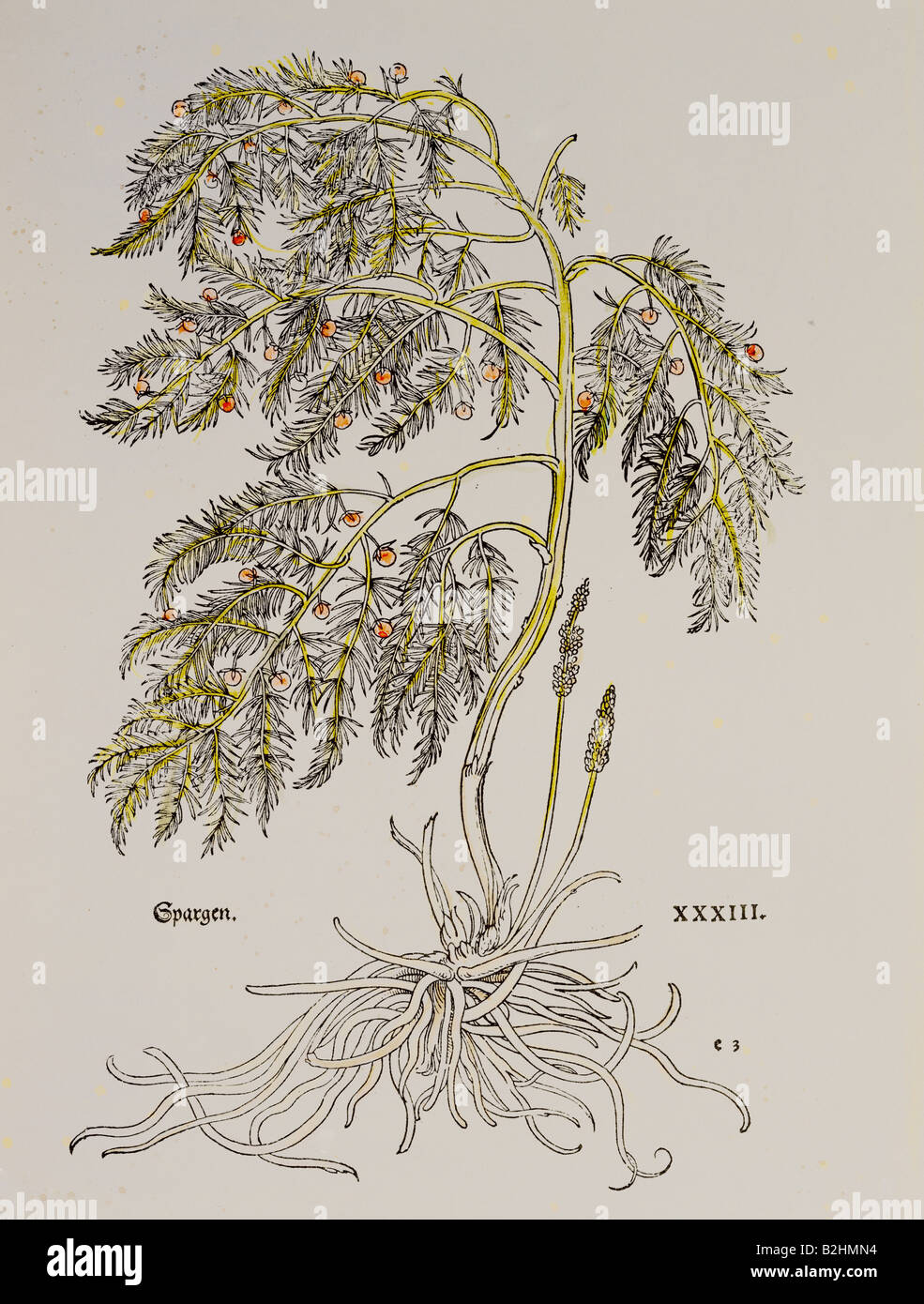 botany, vegetable, asparagus (Asparagus officinalis), woodcut by ...