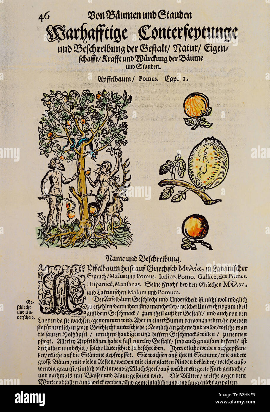 botany, trees, apple (Malus), woodcut, coloured, from "Kraeuterbuch ...
