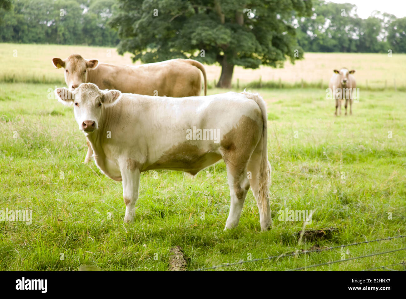 Beef cattle england hi-res stock photography and images - Alamy