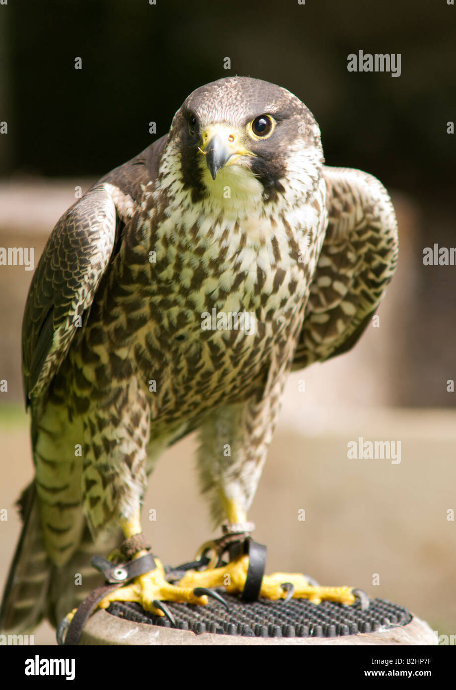 Falcon train hi-res stock photography and images - Alamy