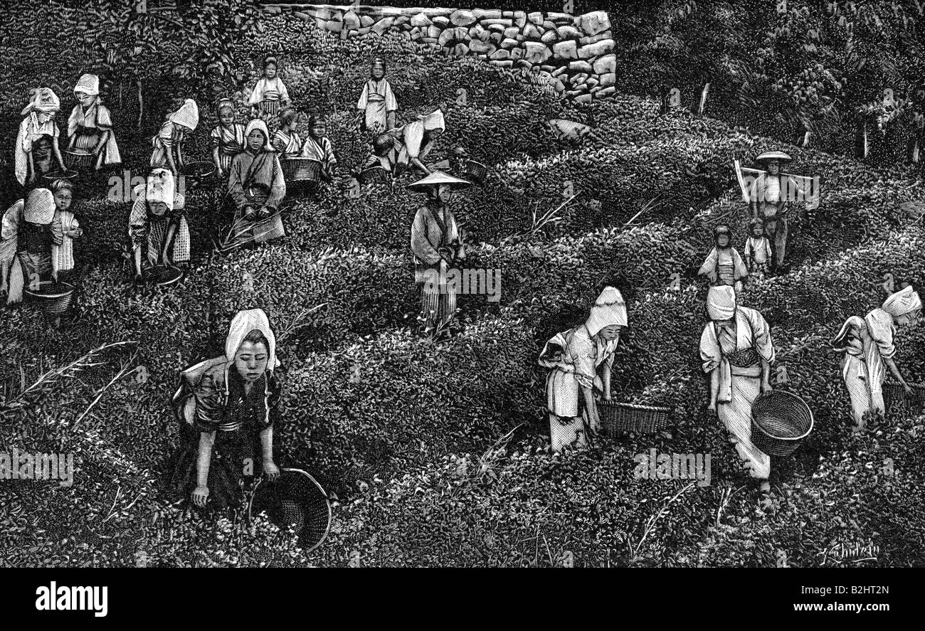food and beverages, tea, tea harvest, workes harvesting, Japan ...