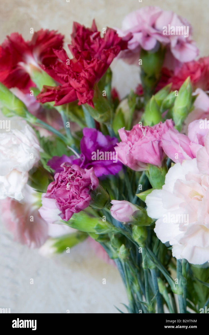 Bunch of carnations Stock Photo - Alamy