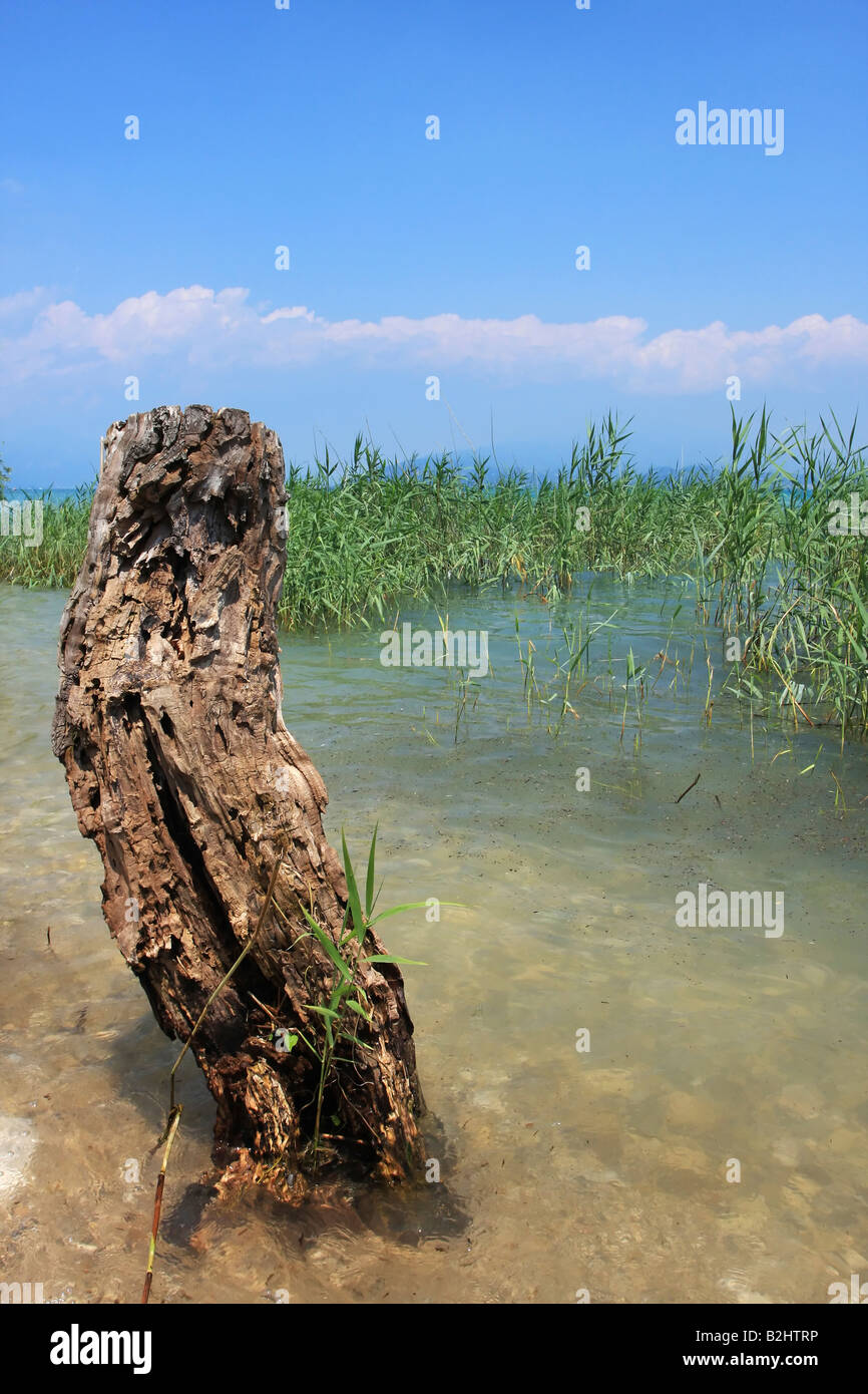 New reed in wetland hi-res stock photography and images - Alamy