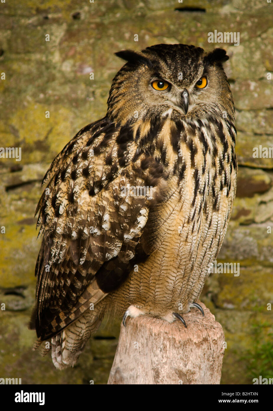 The big optician hi-res stock photography and images - Alamy