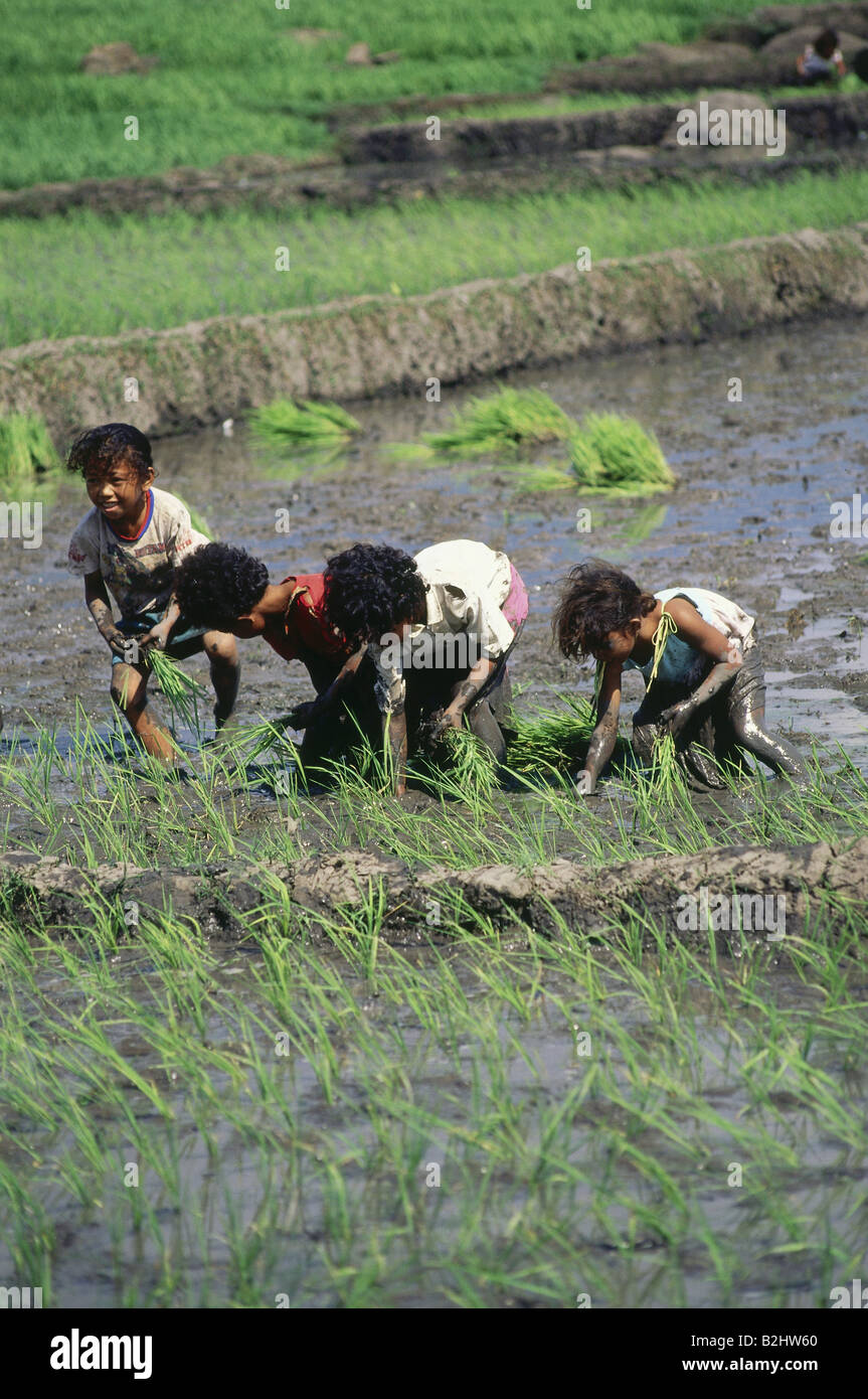 Children at rice cultivation in paddy field hi-res stock photography ...