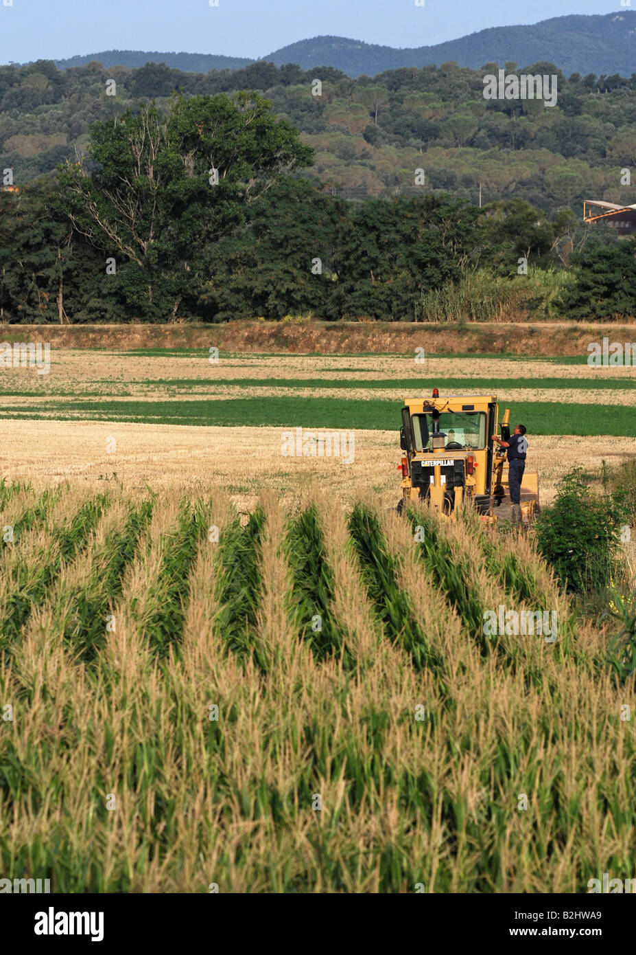 Spain Catalonia agricultural field harvesting corn Stock Photo - Alamy