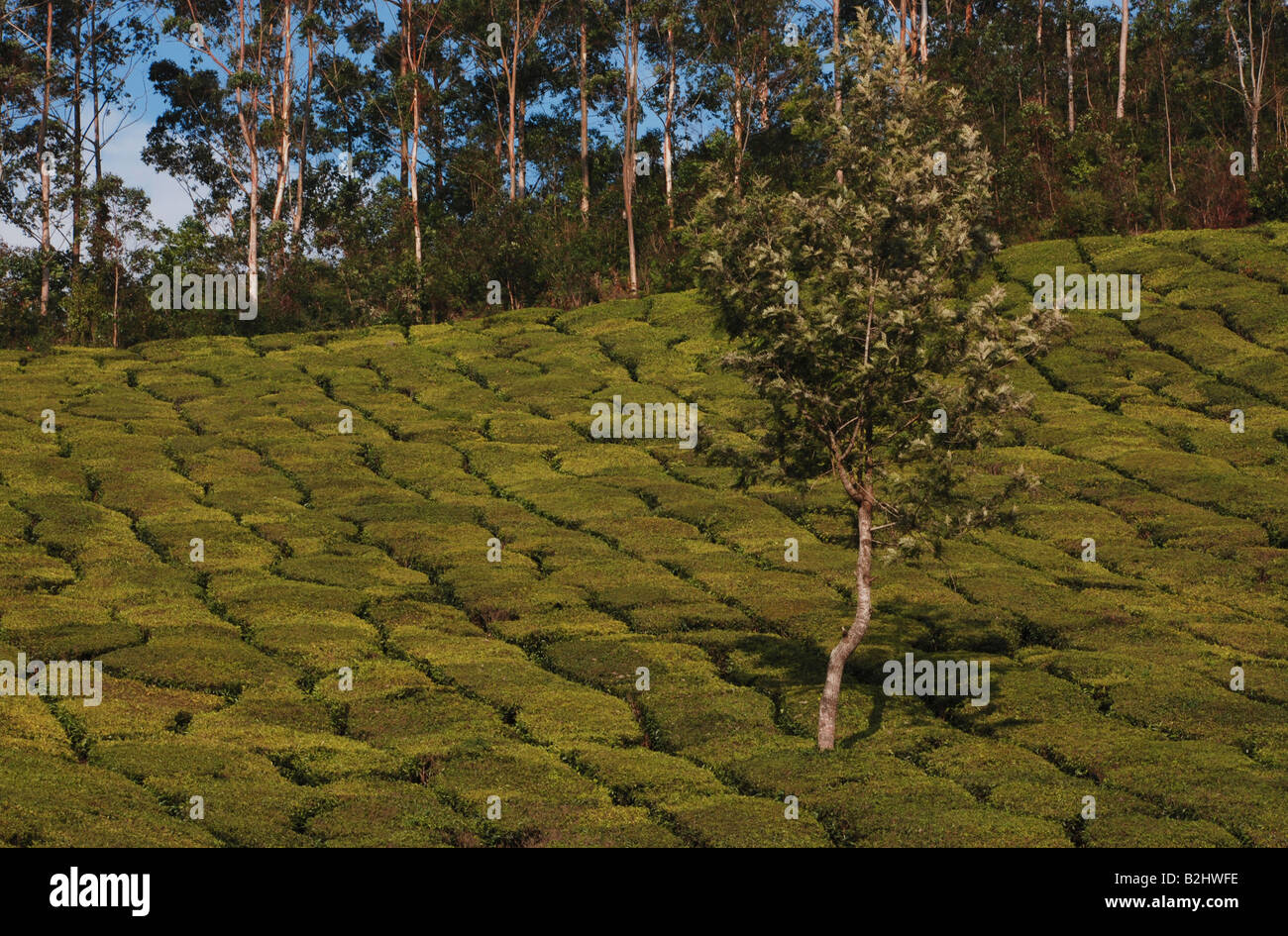 Tea plantation in Kumily, India Stock Photo - Alamy
