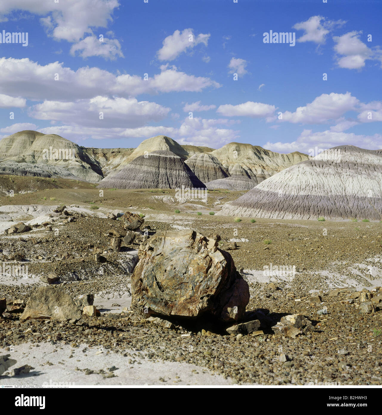 geography / travel, USA, Petrified Forest National Park, petrified wood ...