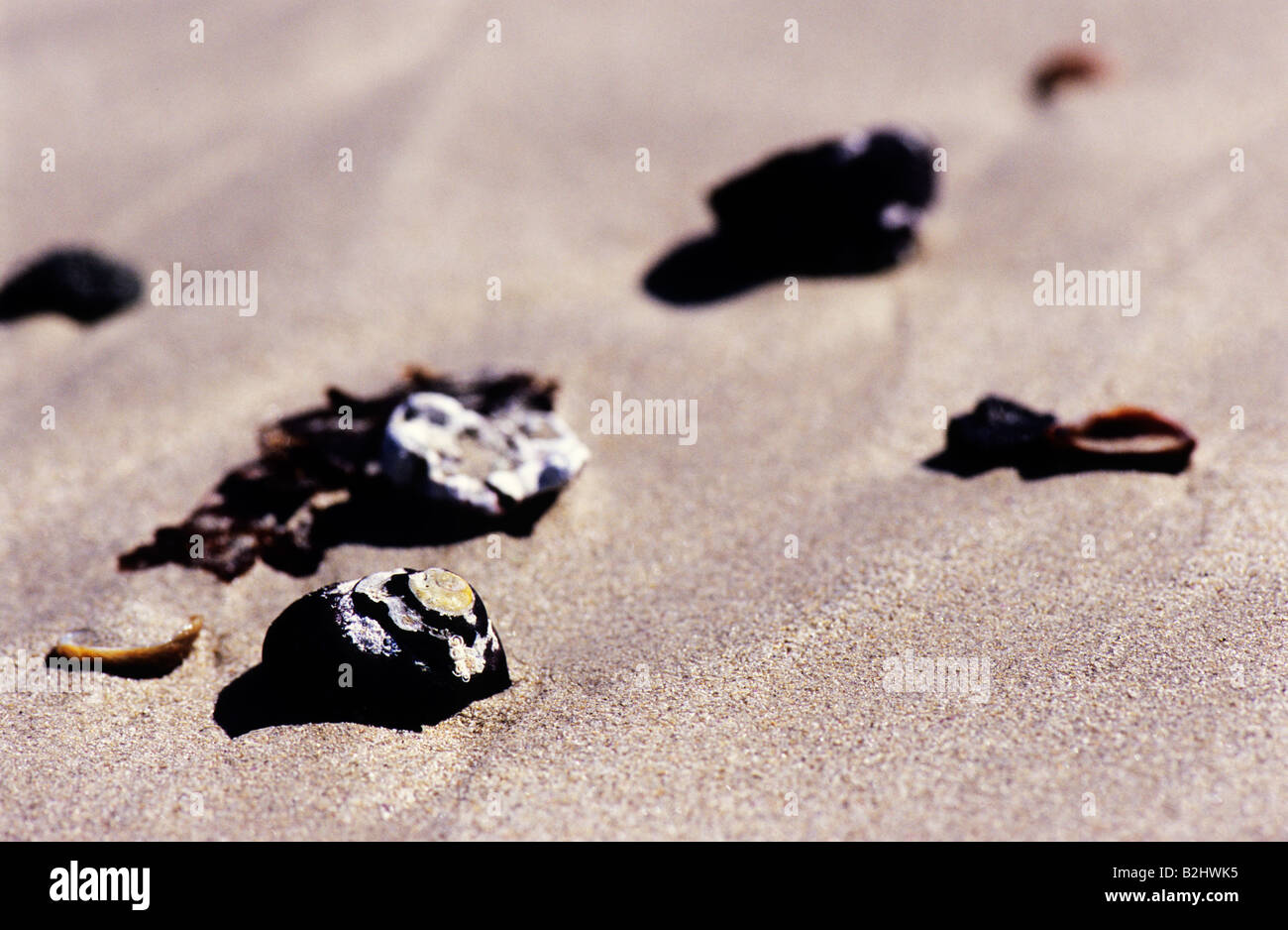 Grunge, beautiful sea shells on beach sand, close up, still life ...