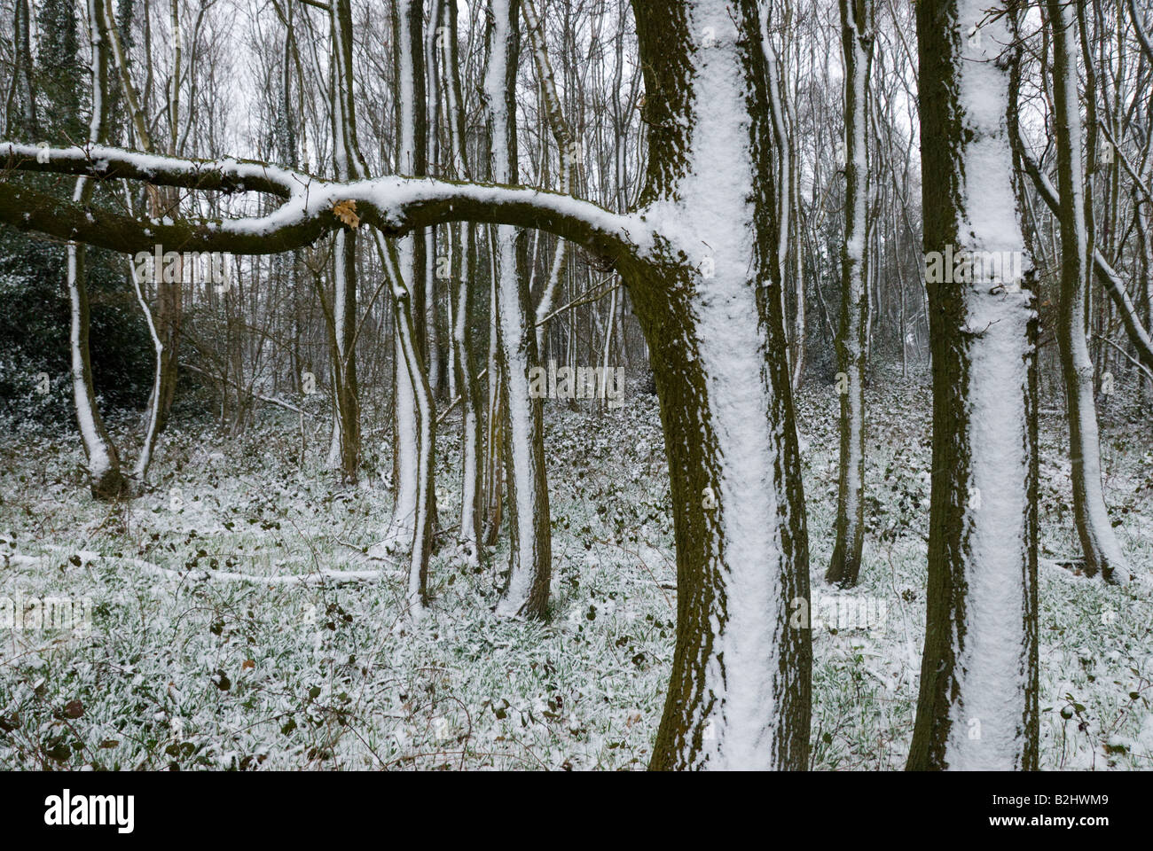Woodland copse hi-res stock photography and images - Alamy