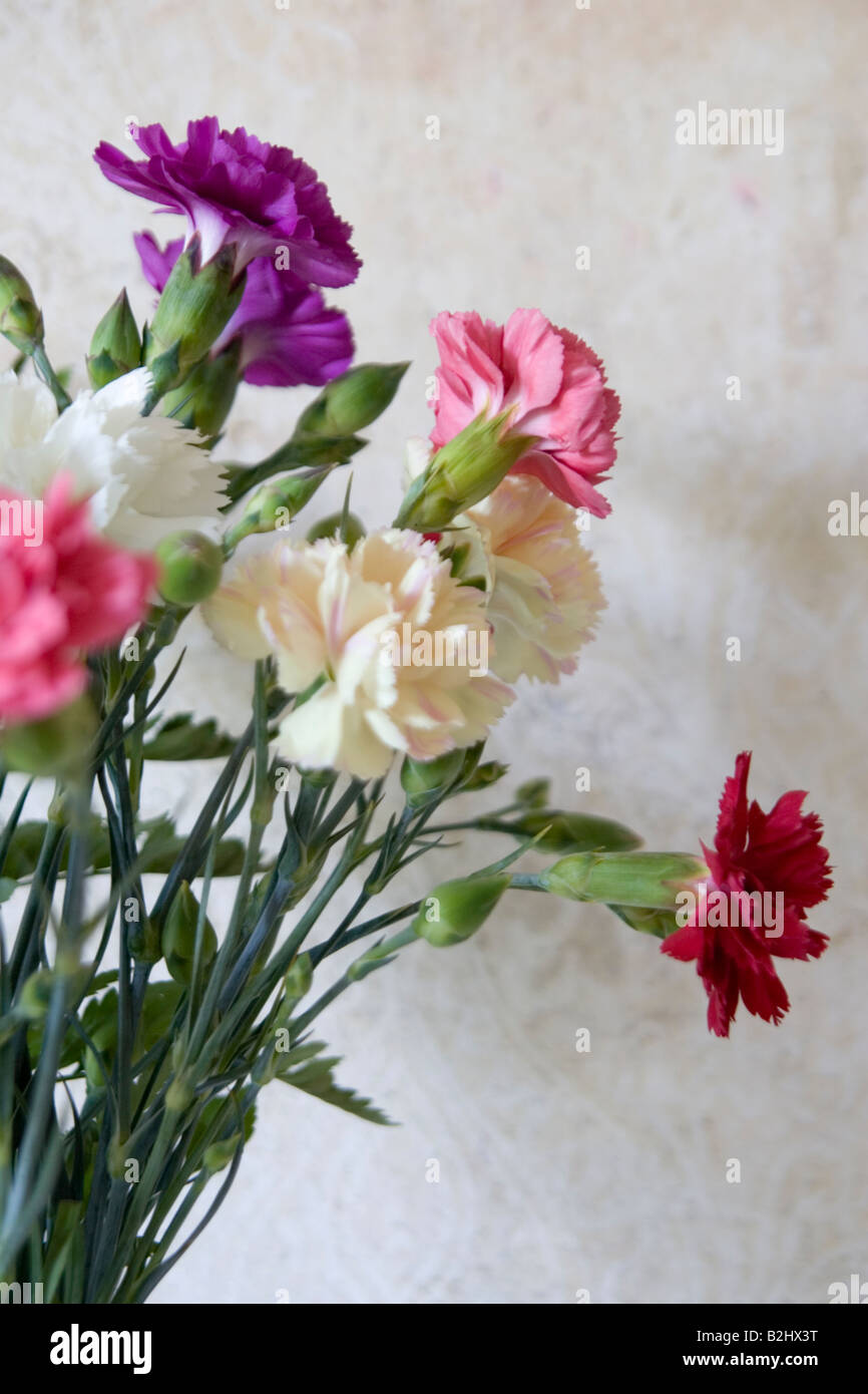 Bunch of carnations Stock Photo - Alamy