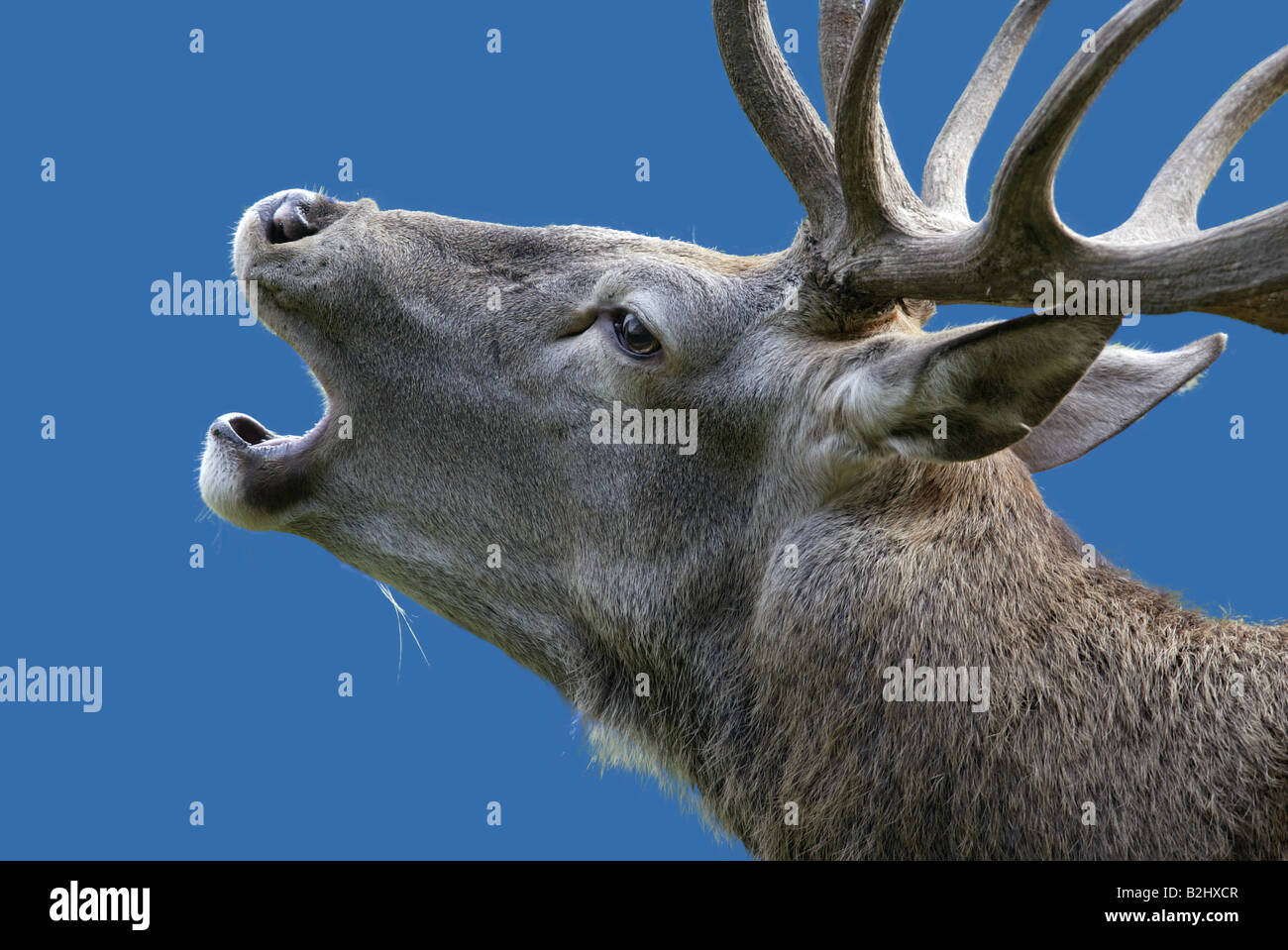rotwild cervus elaphus red deer bell belling Stock Photo - Alamy