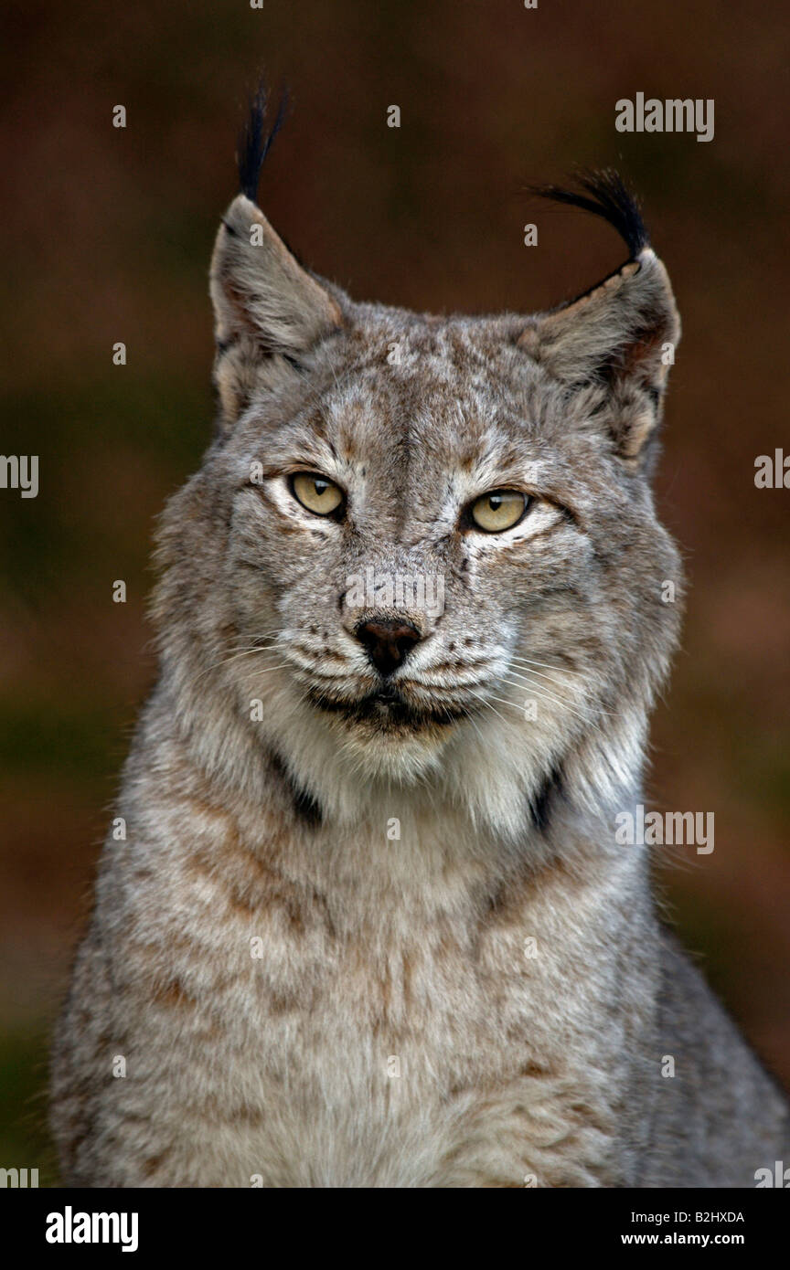 Europaeischer Luchs Felis Lynx European Lynx Germany Stock Photo - Alamy