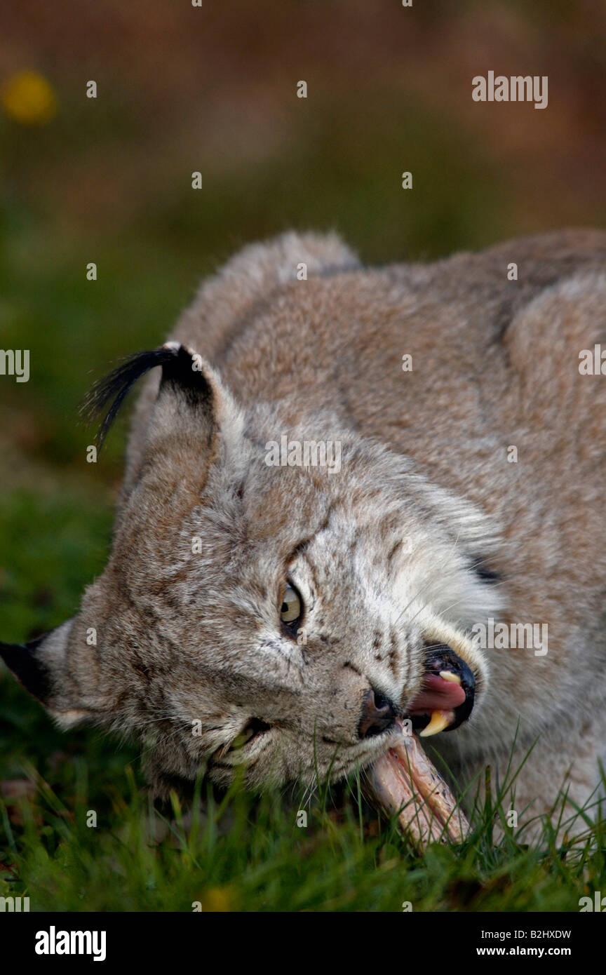 Felis luchs lynx hi-res stock photography and images - Alamy