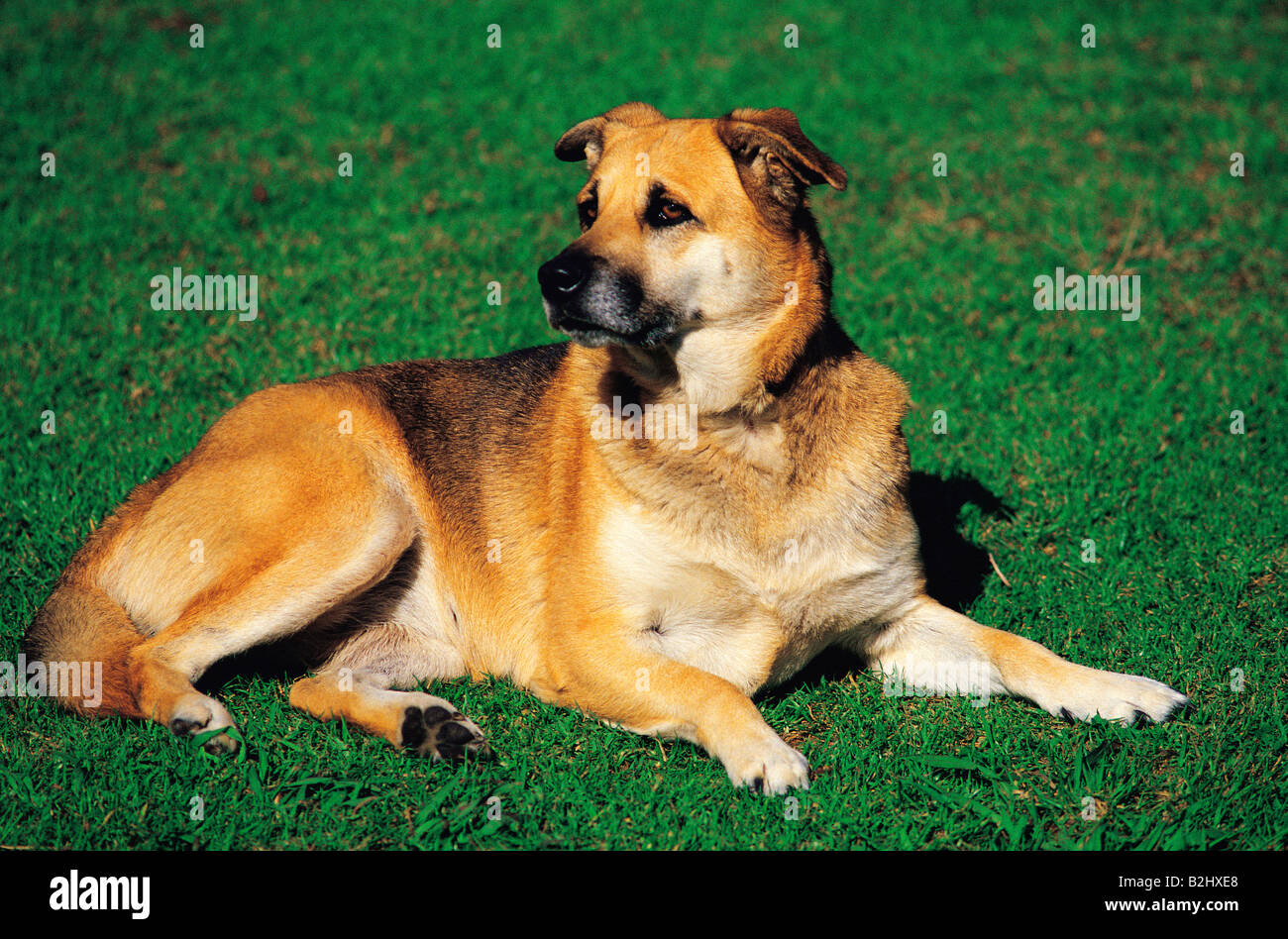 Front view of a dog sitting on grass Stock Photo - Alamy