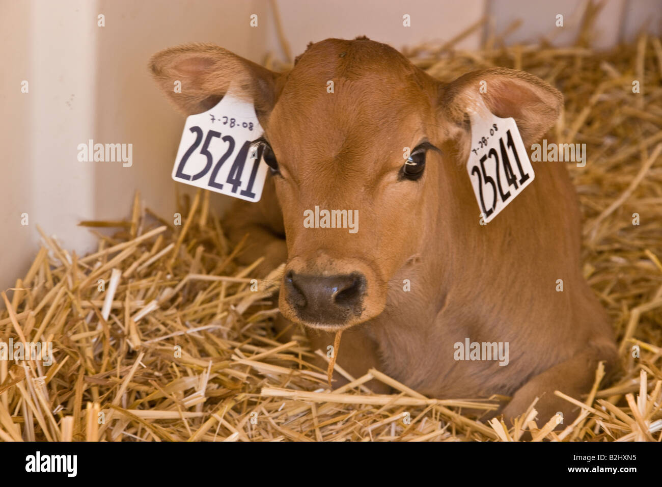 Calf with human head hi-res stock photography and images - Alamy