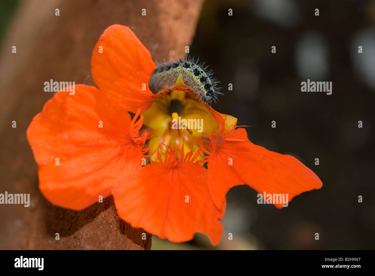 Close up insect caterpillar hi-res stock photography and images - Alamy