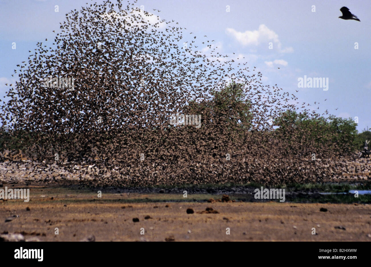 Star sturnus vulgaris stare schwarm hi-res stock photography and images ...