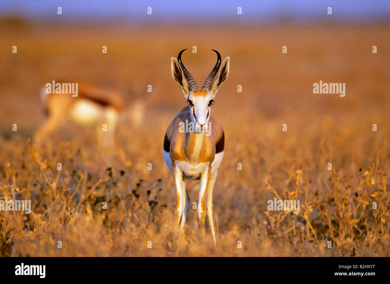 Antílope springbok hi-res stock photography and images - Alamy