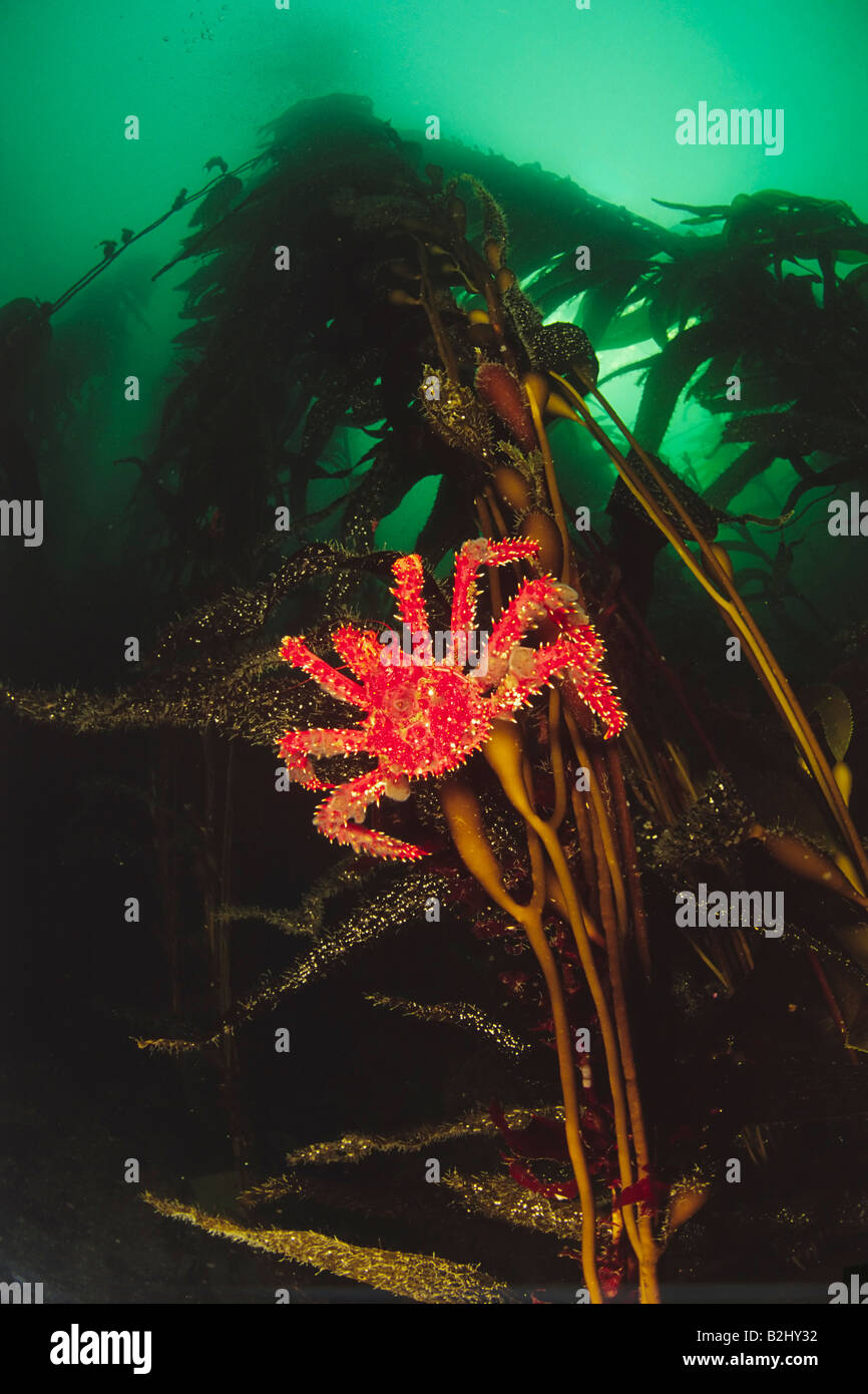 Lithodes antarctica hi-res stock photography and images - Alamy