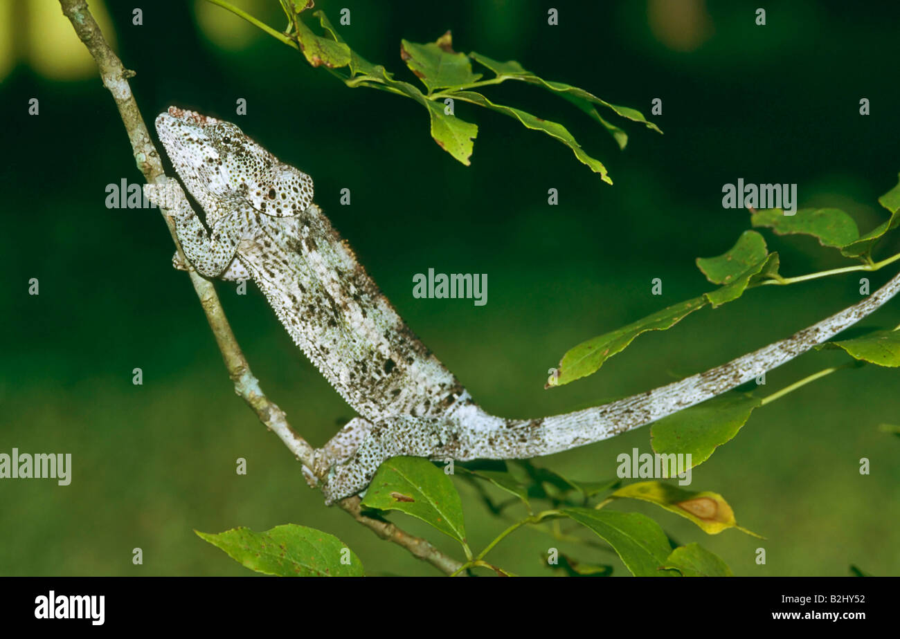 Short horned chamaeleon elephant eared Calumma Brevicornis Madagascar ...