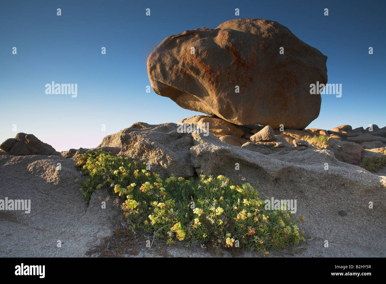 rock and flowers Sardinia Italy Italia Stock Photo - Alamy