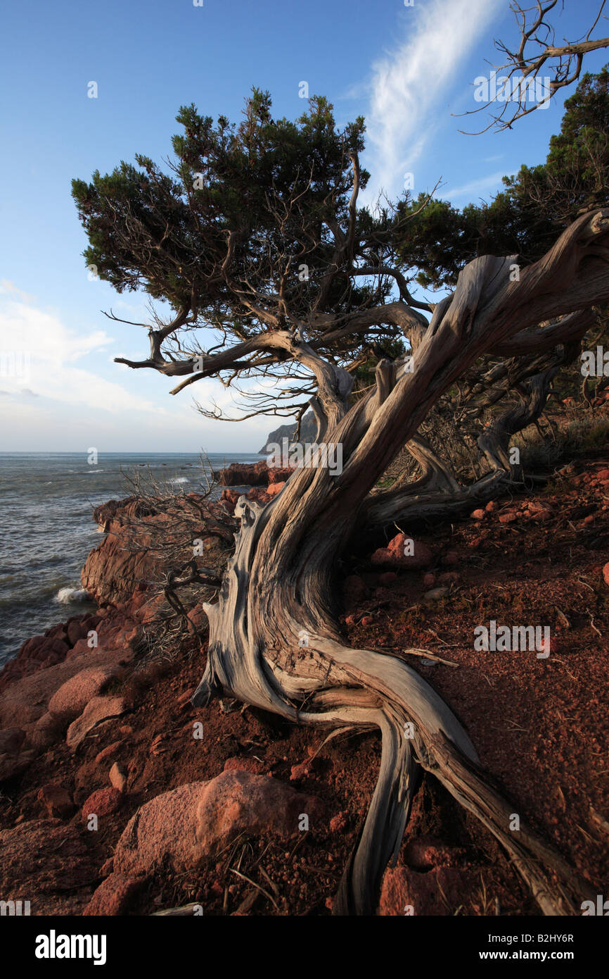 hillside tree mountainside sardinia italy landscape Stock Photo - Alamy