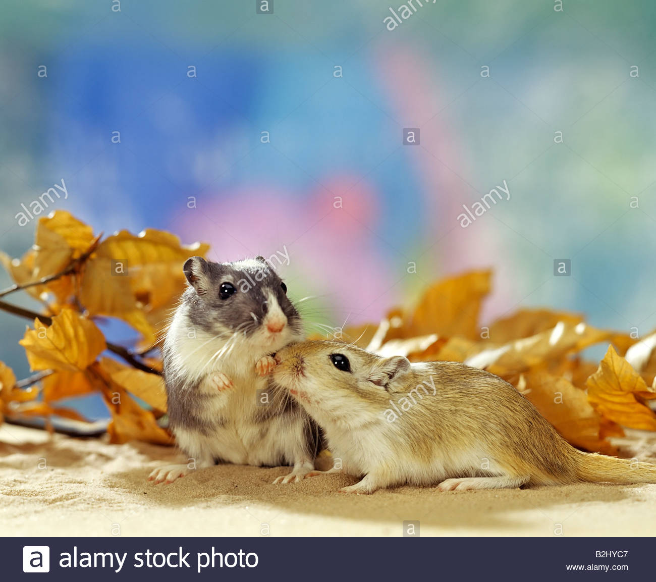 Gerbillinae; Jerbillos; Jerbo; Meriones; Psammomys; Ratas de Playa