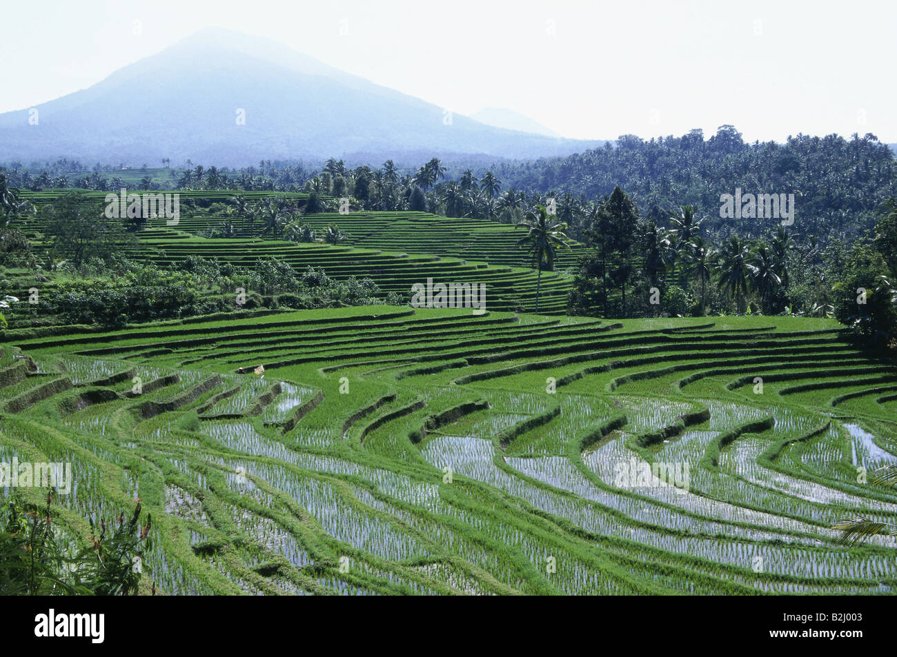 geography / travel, Indonesia, Bali, agriculture / farming, rice ...