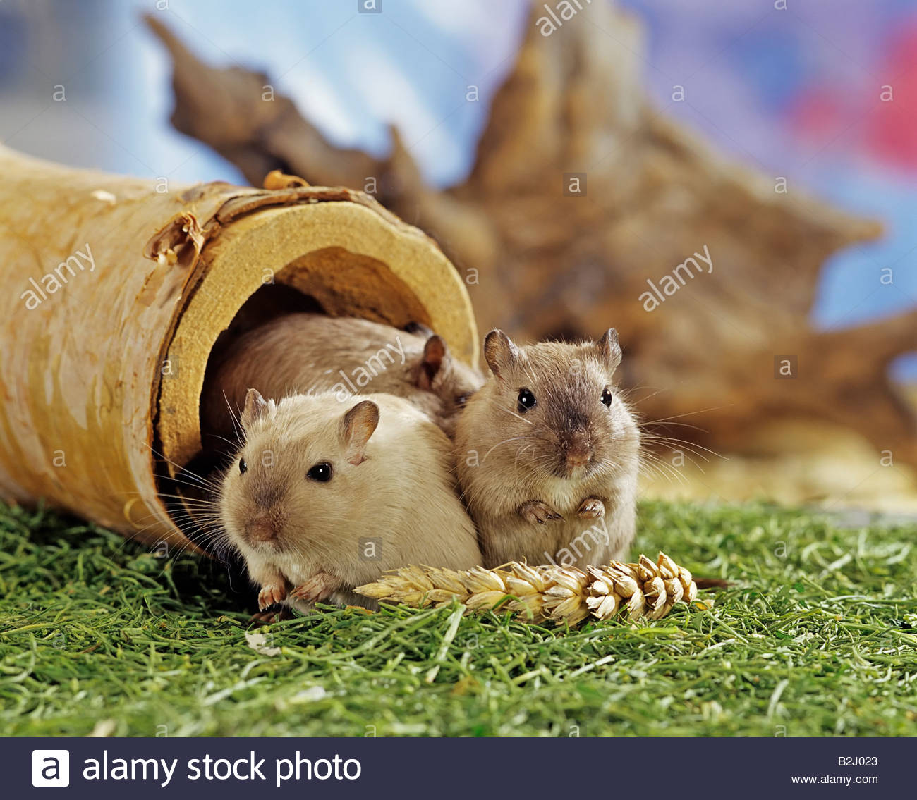 Gerbillinae; Ratos-da-Areia; Gerbilos; Meriones; Psammomys; Camundongos ...