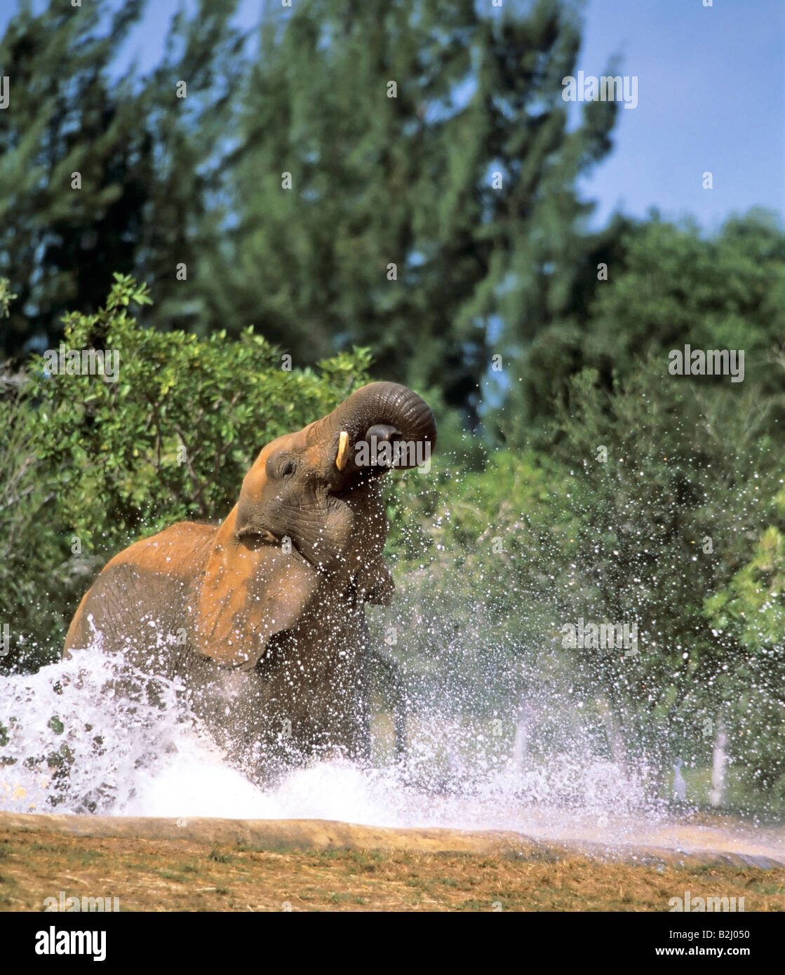 bathing African Elephant Zimbabwe Stock Photo - Alamy