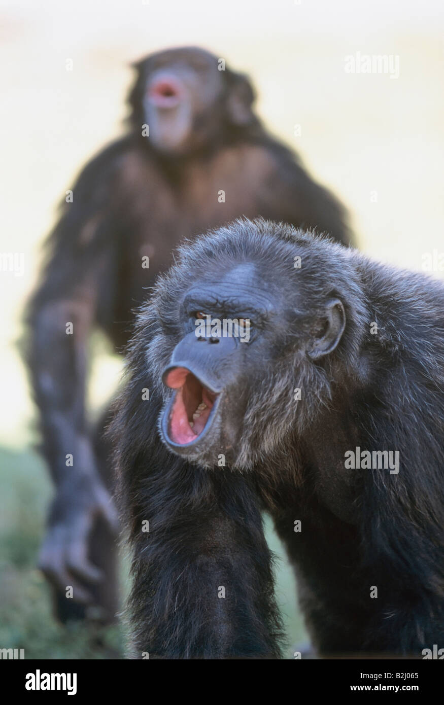 Chimpanzee Crying High Resolution Stock Photography and Images - Alamy