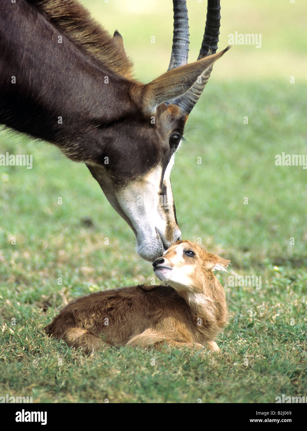 Giant Sable Antelope Baby