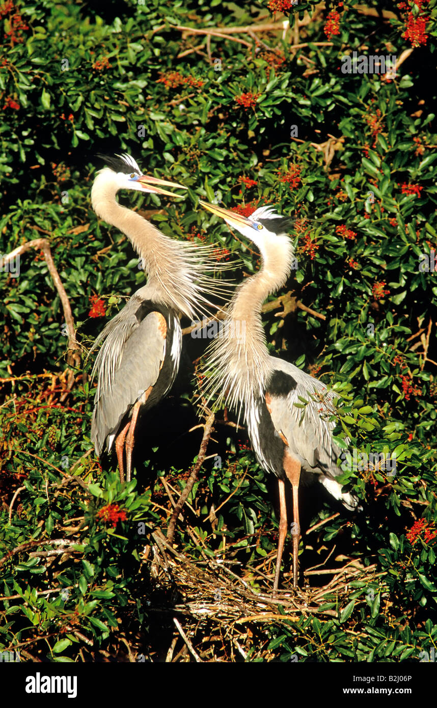 ardea herodias great blue heron blue crane california heron expiritu ...