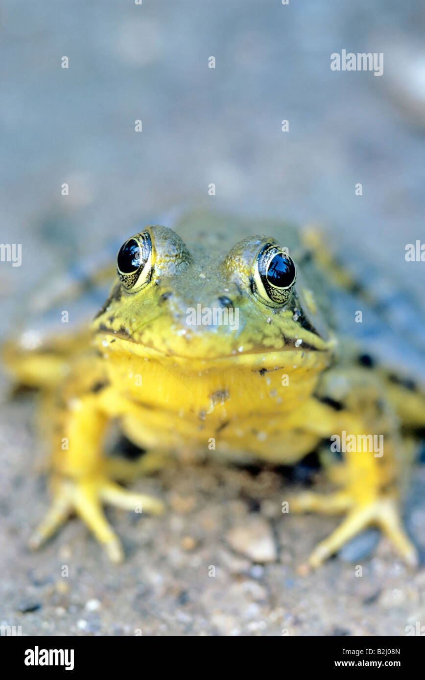 Green Frog Rana clamitans michigan usa Stock Photo - Alamy
