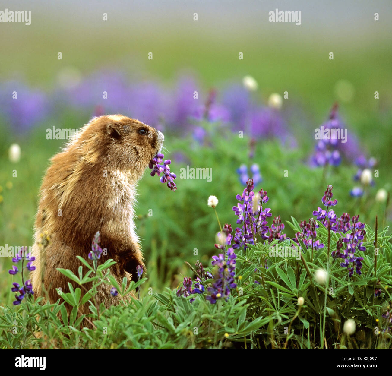 Olympic Marmot eating marmota olympus olympic np usa olympisches ...