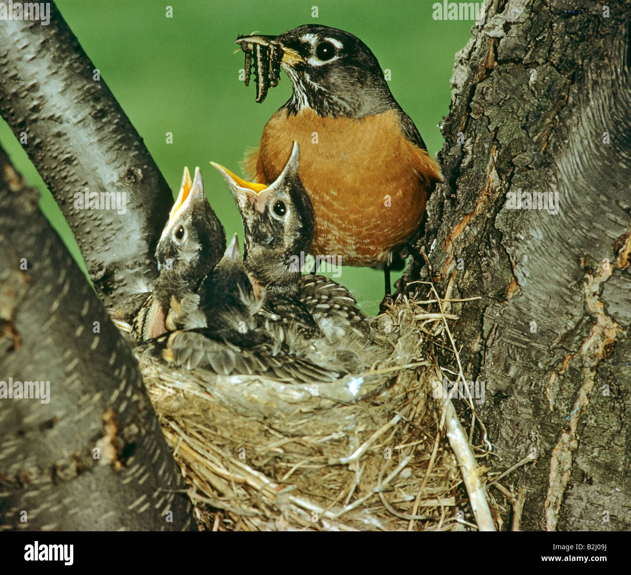American Robin turdus migratorius michigan usa wanderdrossel ...