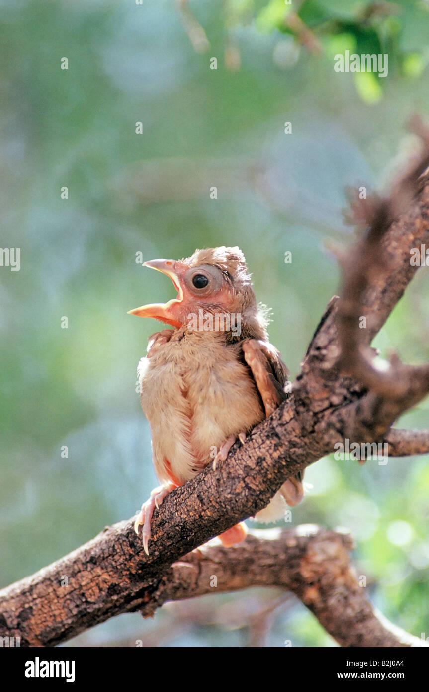 Cardinal chick hi-res stock photography and images - Alamy