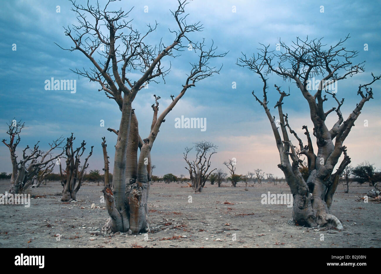 bewitched forest with moringa trees moringa concanensis Etosha ...