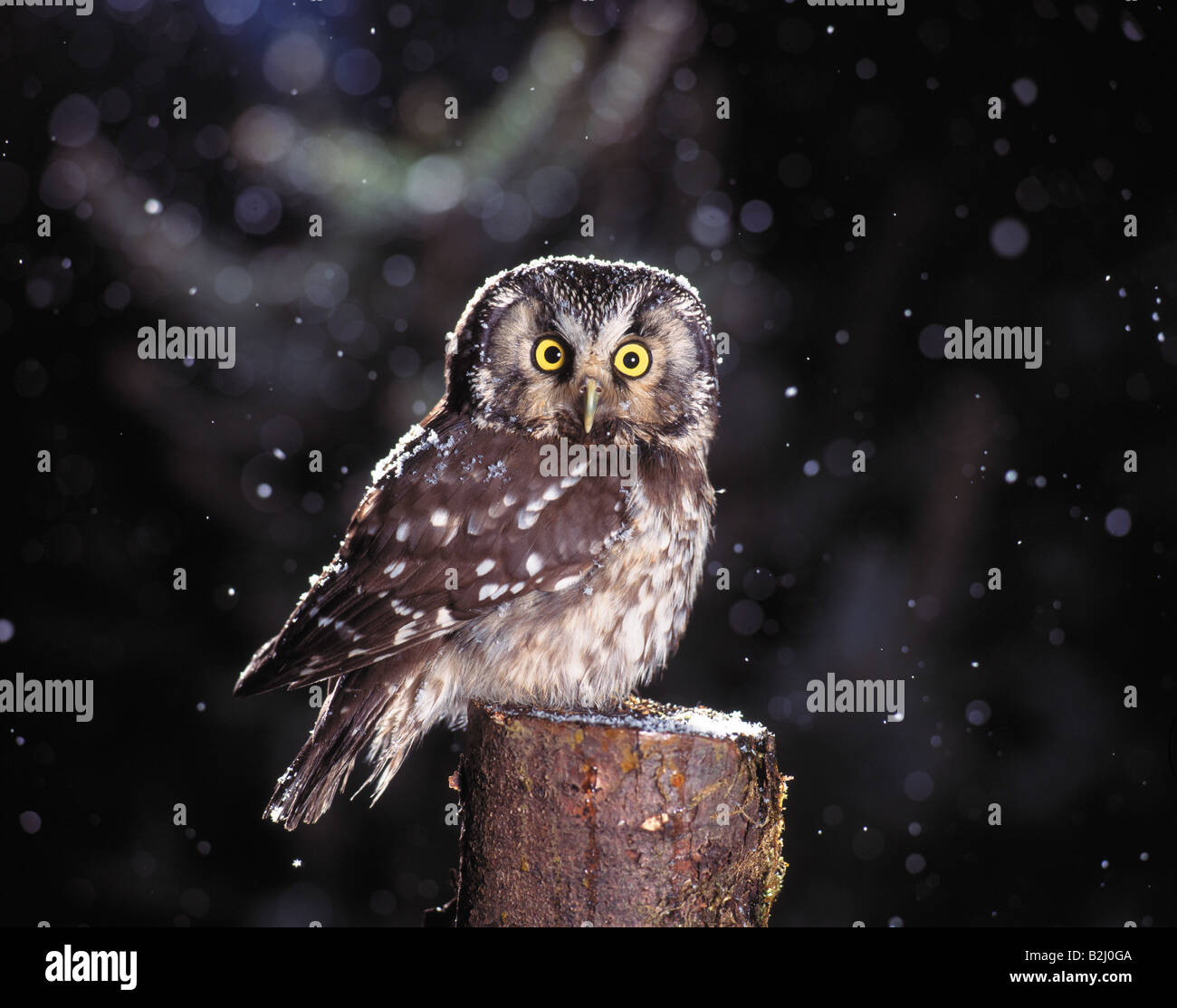 Rauhfusskauz Aegolius funereus Boreal Owl Tengmalms Owl Europe Europa ...