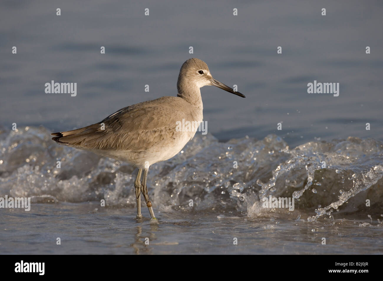 Willett bird hi-res stock photography and images - Alamy